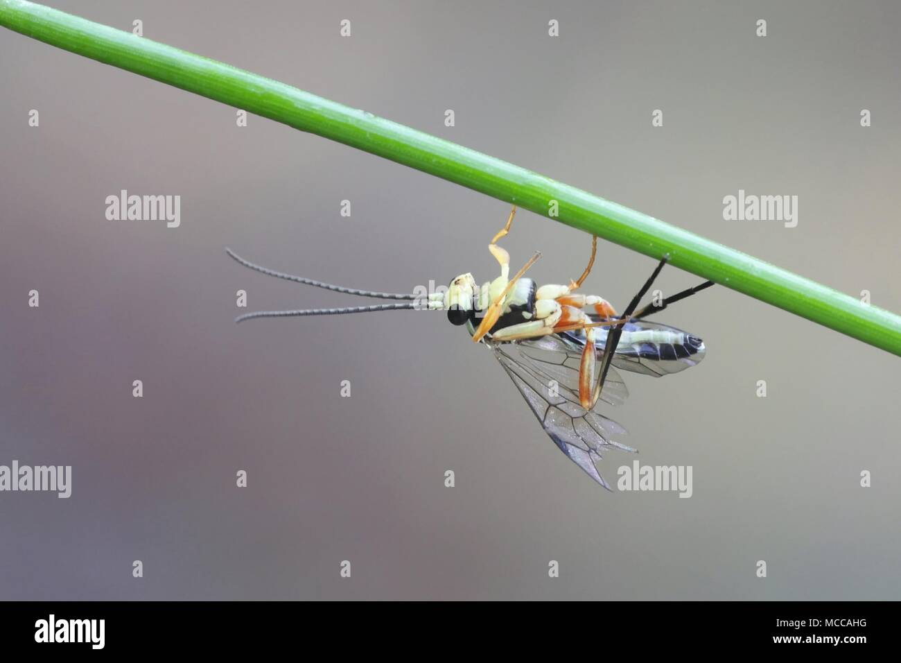 Ichneumon parasitoid wasp (Diplazontinae Stock Photo - Alamy