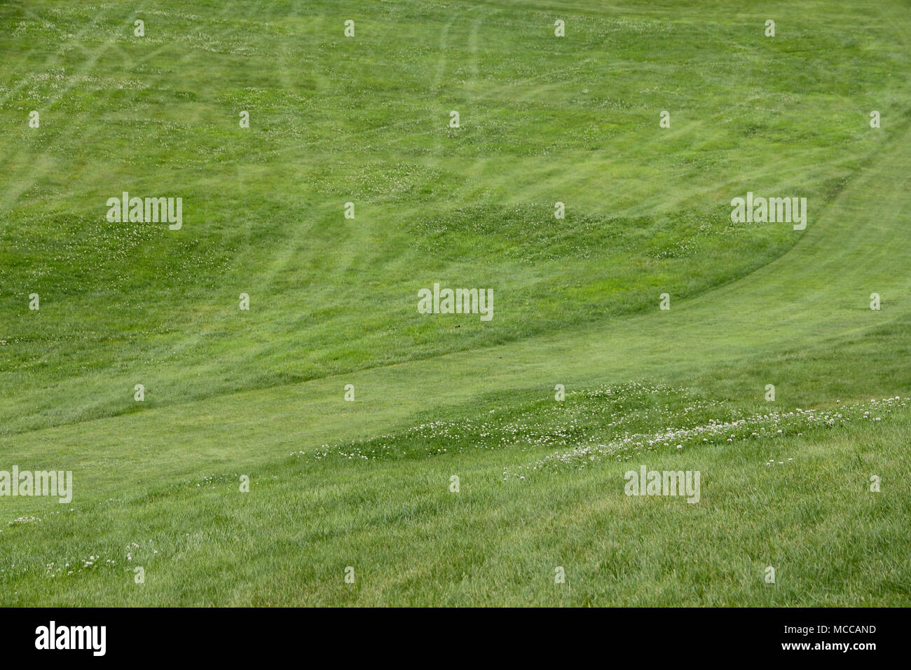 Golf Course green grass textured background close up Stock Photo - Alamy