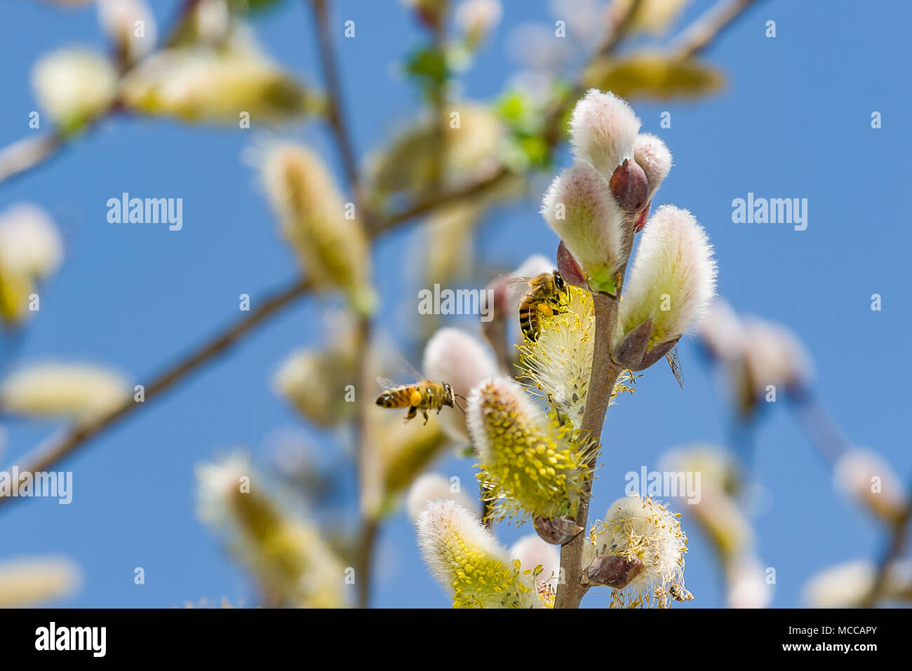 closeup of a bee working on a yellow flower bees on a plant Stock Photo ...