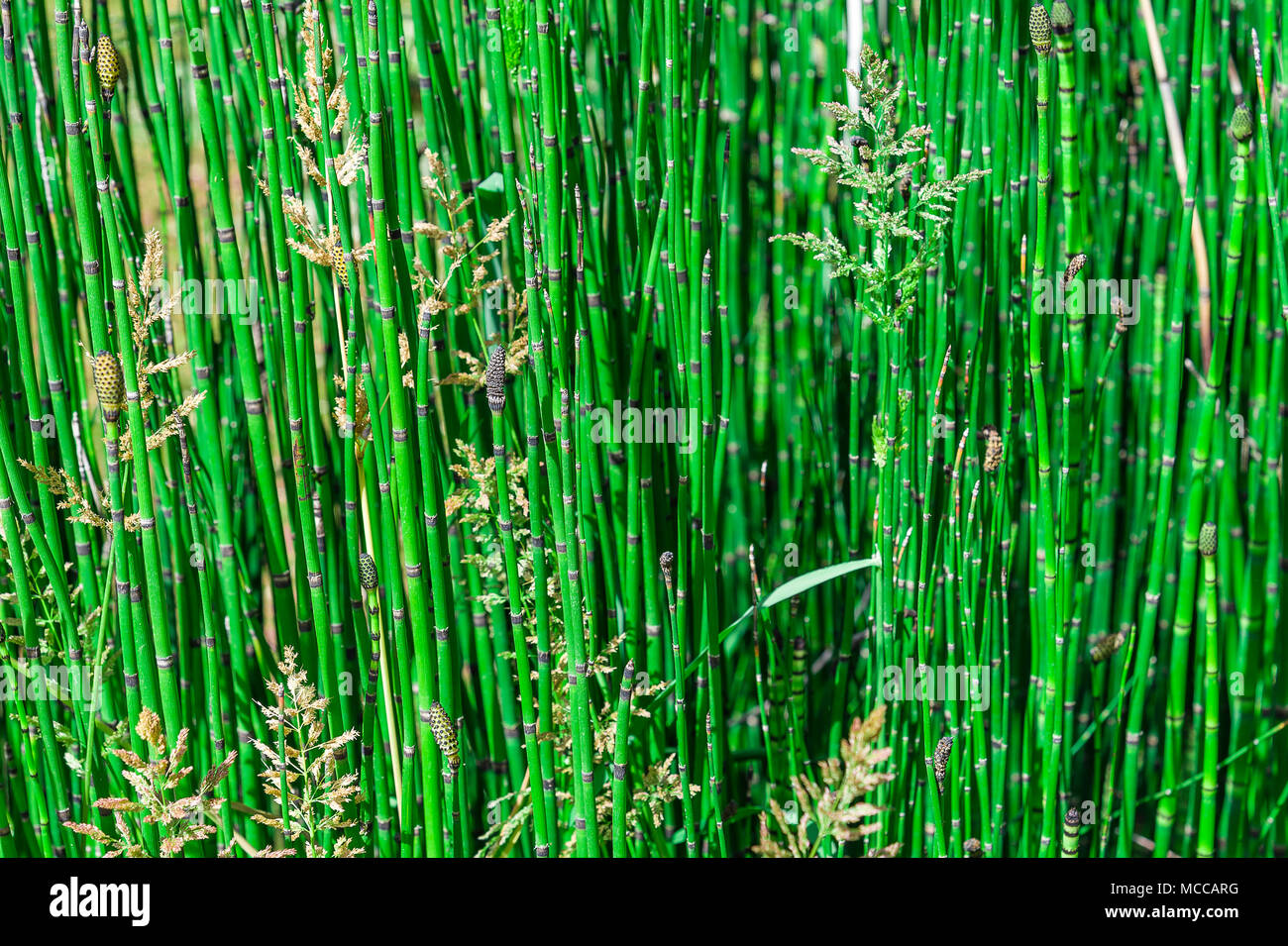 Green reed background close up Reed cane bamboo Stock Photo - Alamy