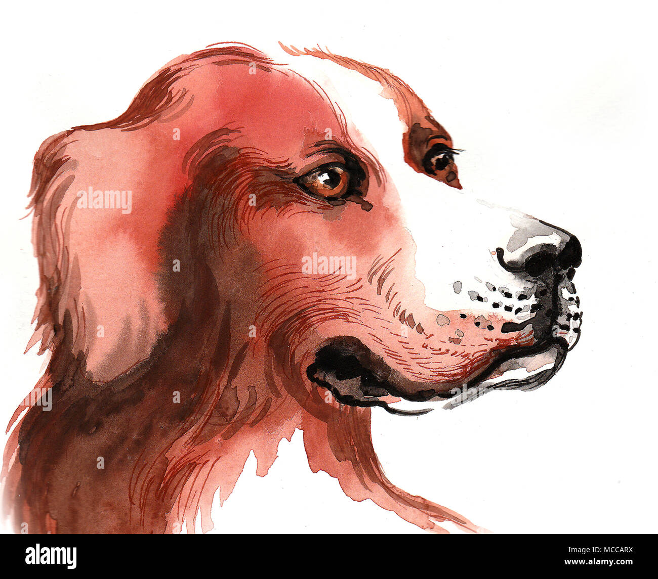Watercolor sketch of a hunting dog Stock Photo - Alamy