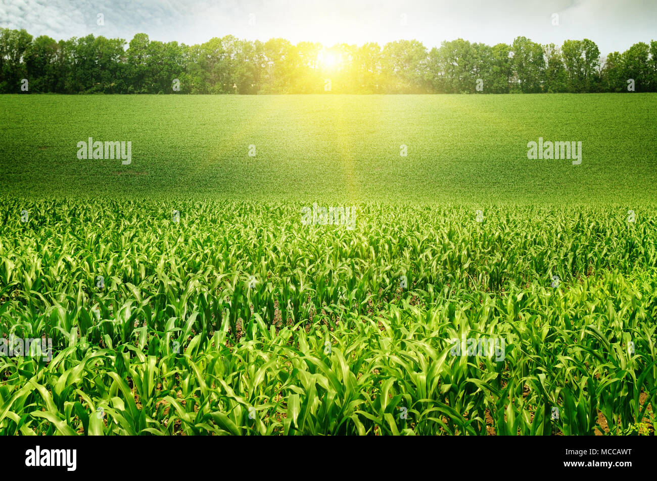 Corn field morning sky hi-res stock photography and images - Alamy