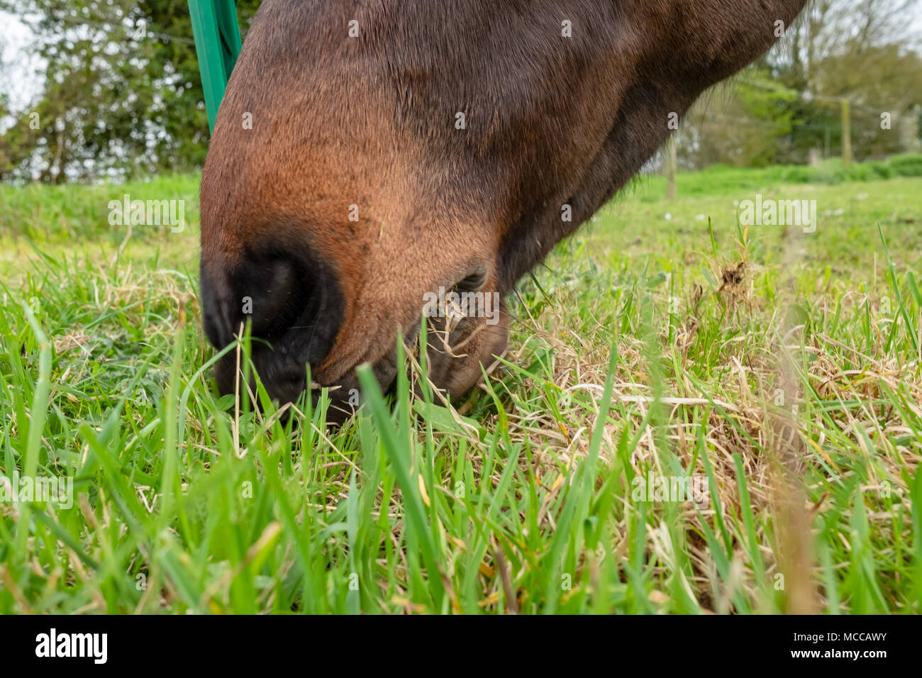 Chestnut horse anatomy hi-res stock photography and images - Alamy