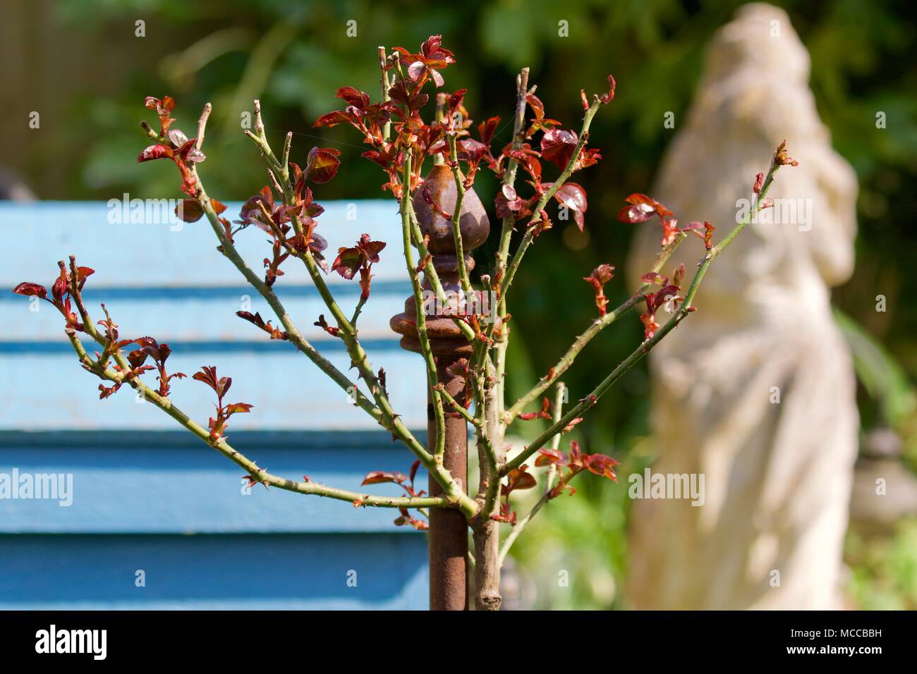 Nostalgia (Tanieglat) - hybrid tea bush rose Stock Photo - Alamy