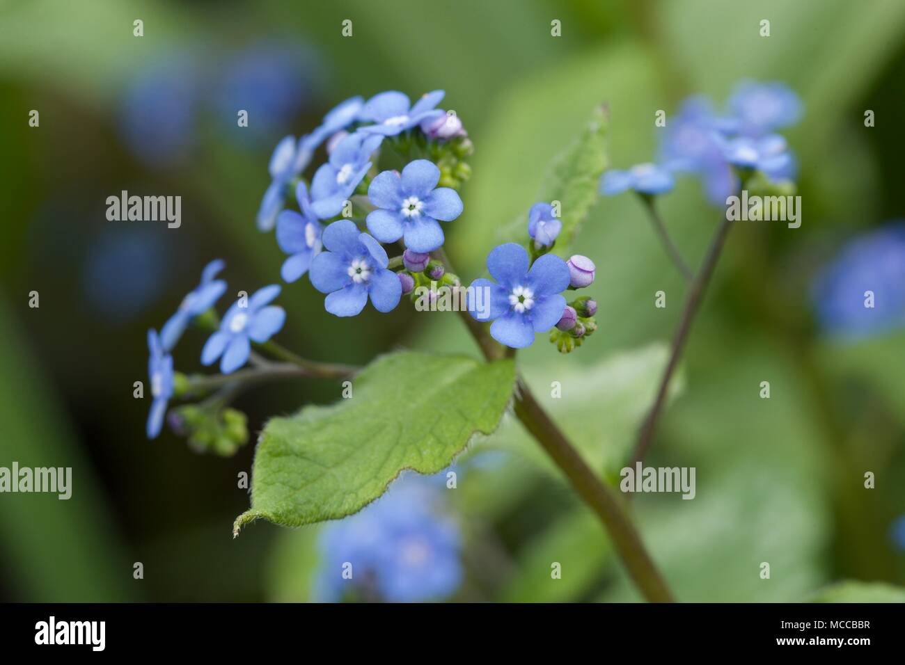Brunnera macrophylla close up flowers hi-res stock photography and ...