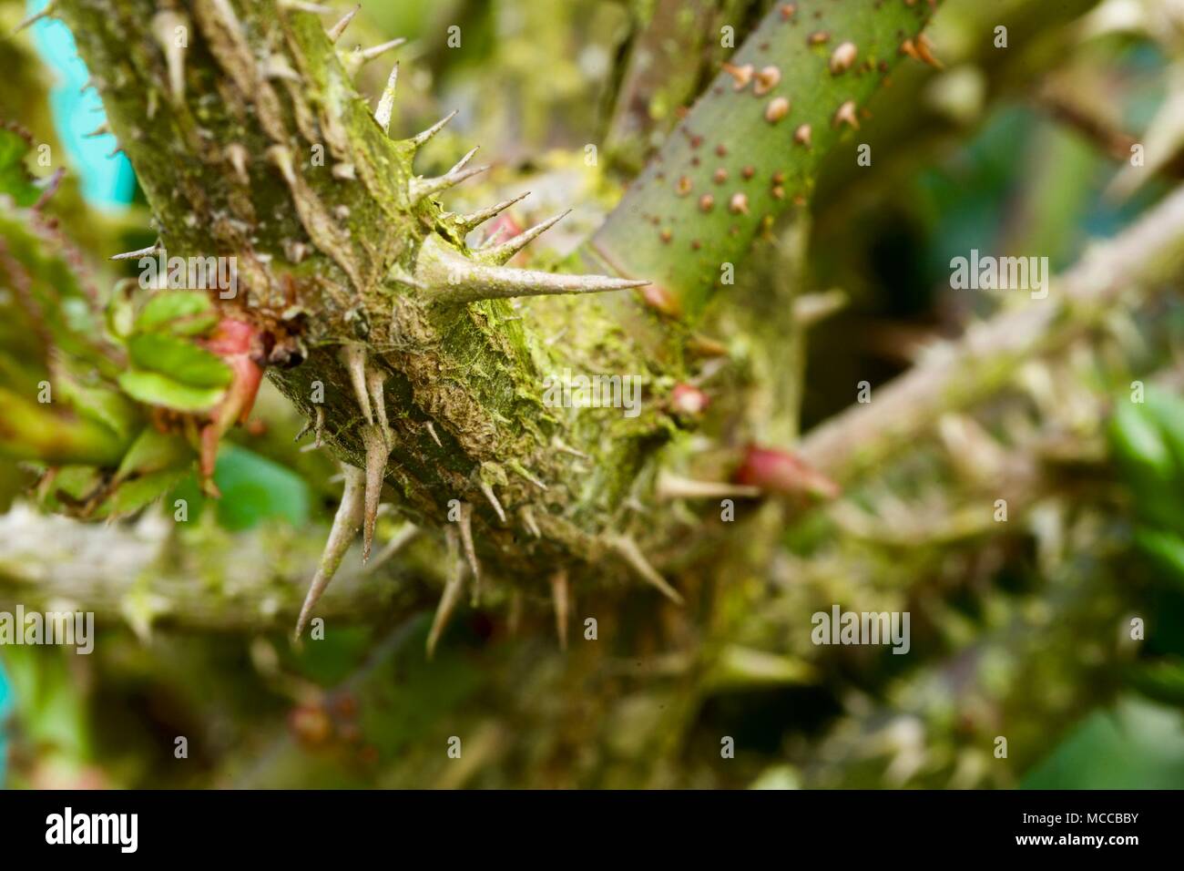 Defense mechanism hi-res stock photography and images - Alamy