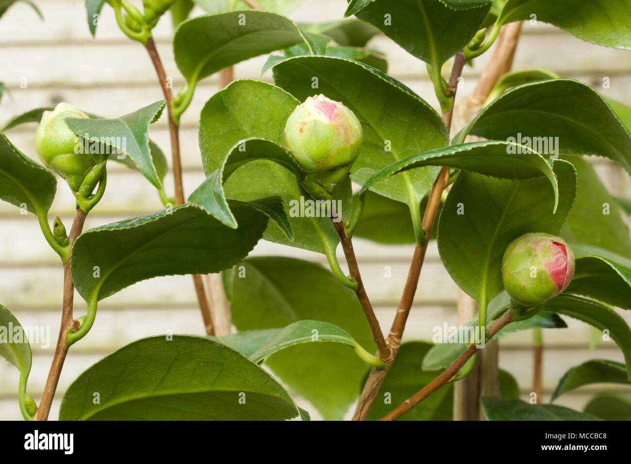 Camellia japonica 'Blood of China' Stock Photo - Alamy