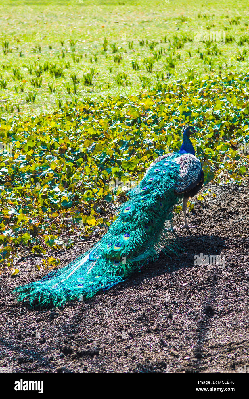 Peacock photographed from behind, showing colorful tail Stock Photo - Alamy