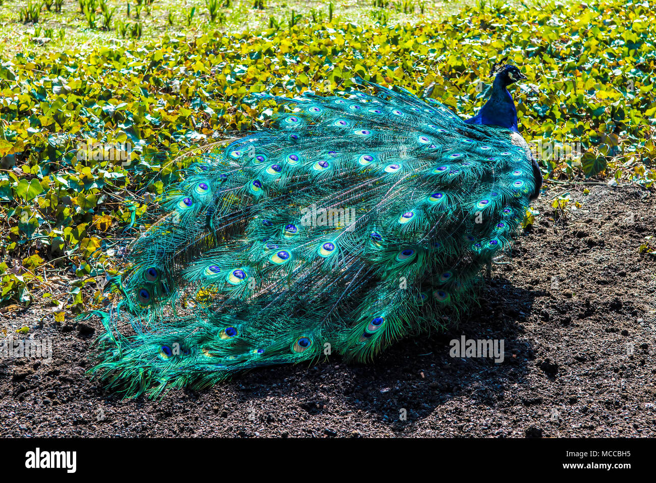 Peacock colourful eye spots hi-res stock photography and images - Alamy