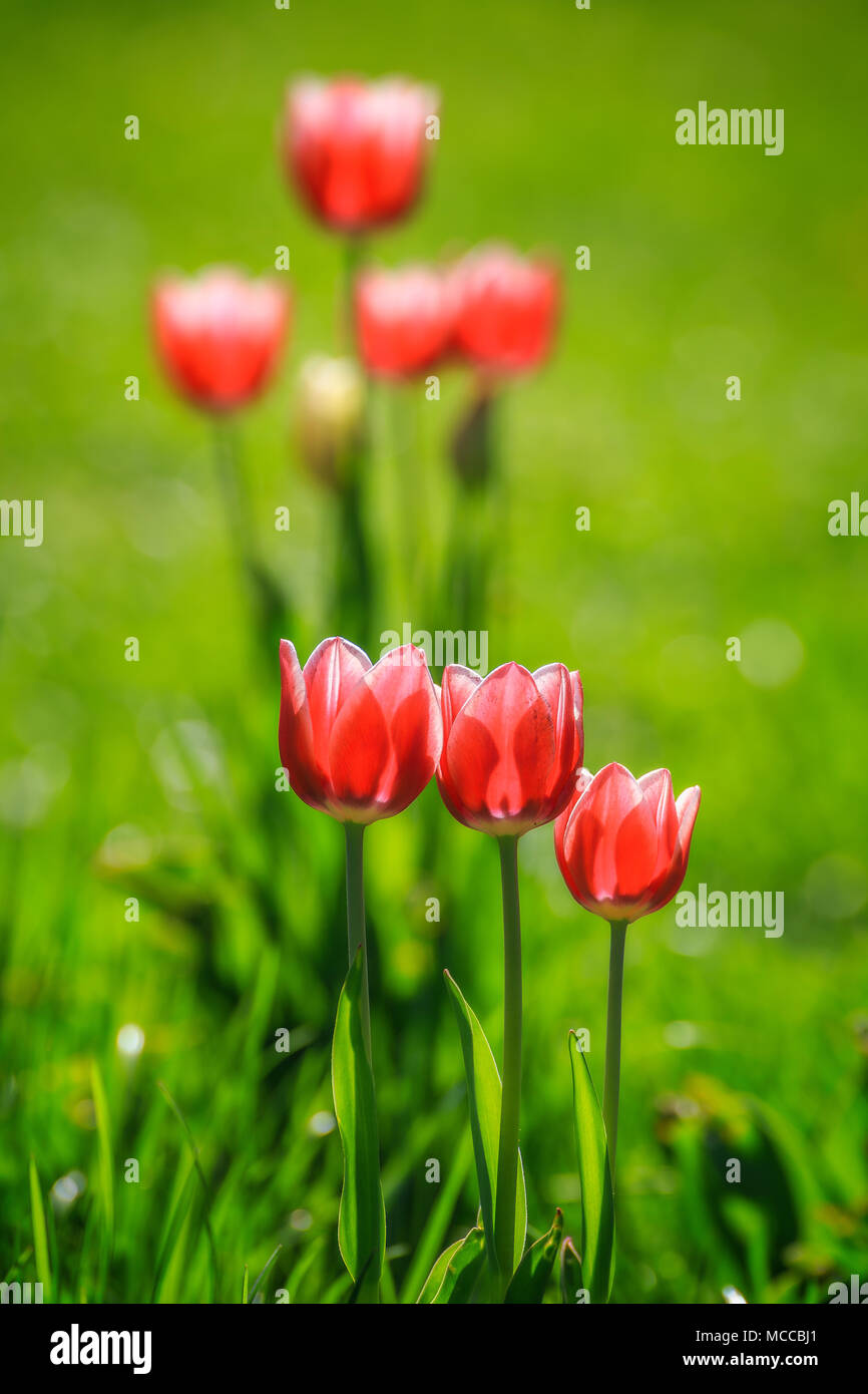 May tulips botanical garden hi-res stock photography and images - Alamy