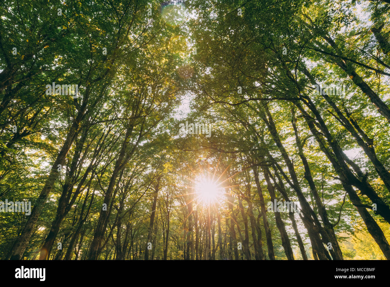 Looking Up In Summer Deciduous Forest Trees Woods To Canopy Background ...