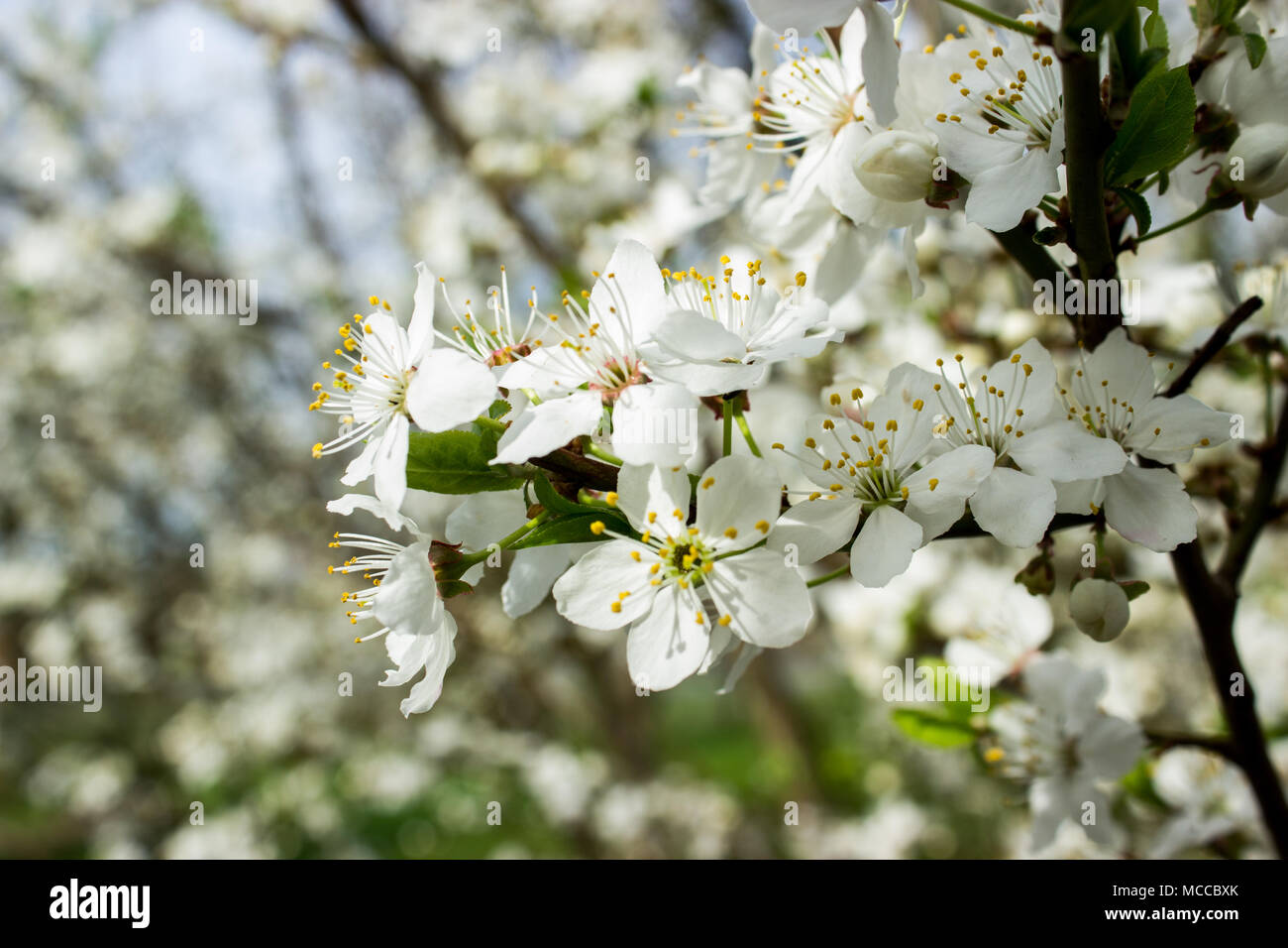 Branches spring tree village hi-res stock photography and images - Alamy
