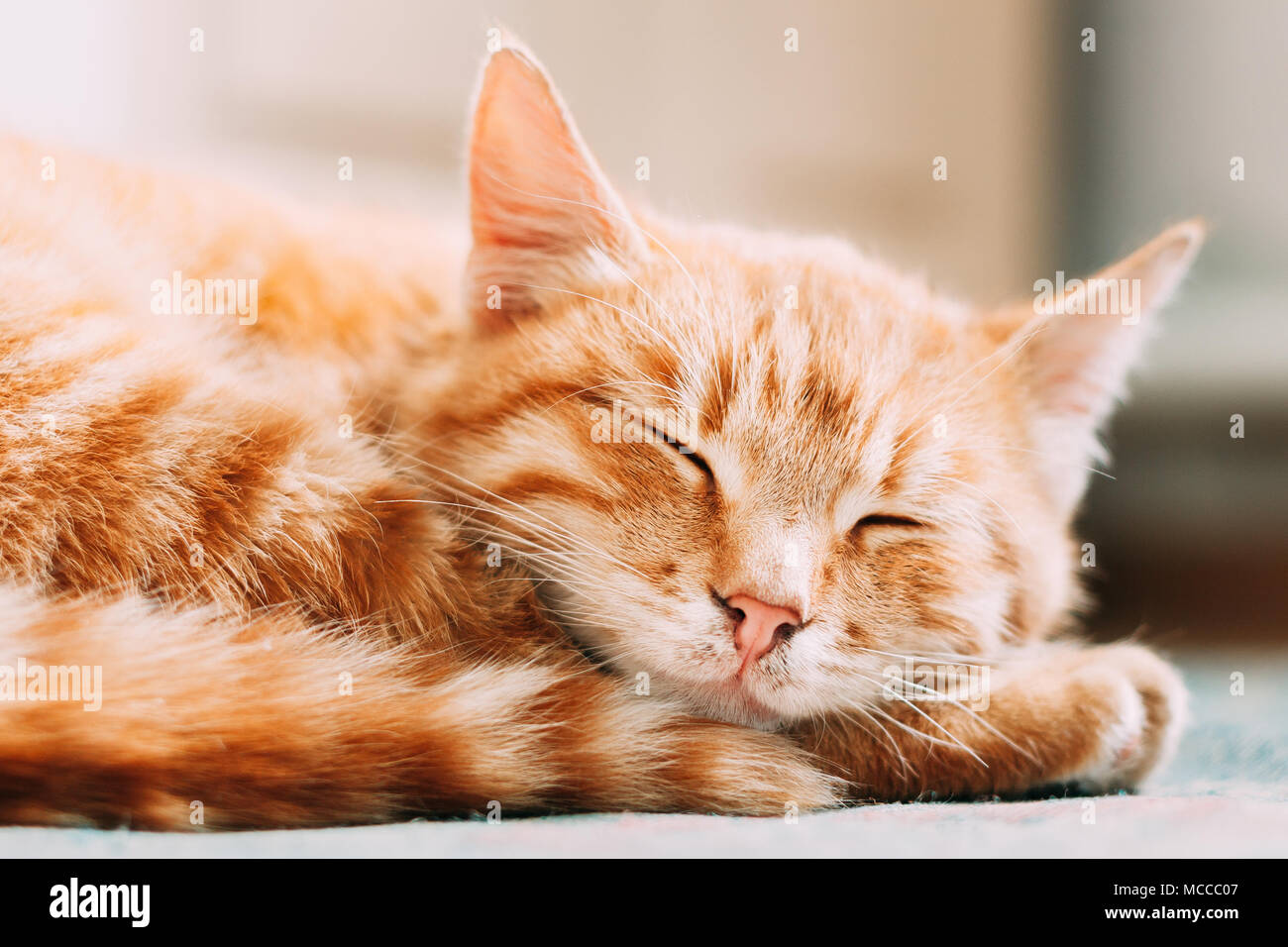 Ginger cat sleeping in bed hi-res stock photography and images - Alamy