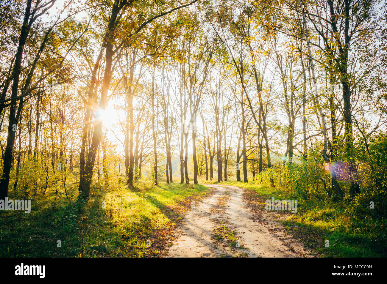 Sun Shining Through Forest Woods Over Lane, Country Road. Path, Walkway ...