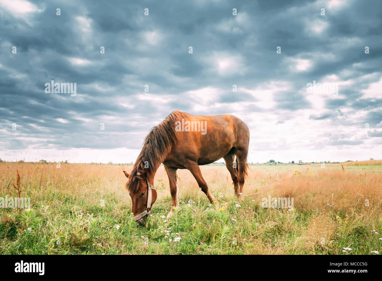 Field with horse grazing hi-res stock photography and images - Alamy