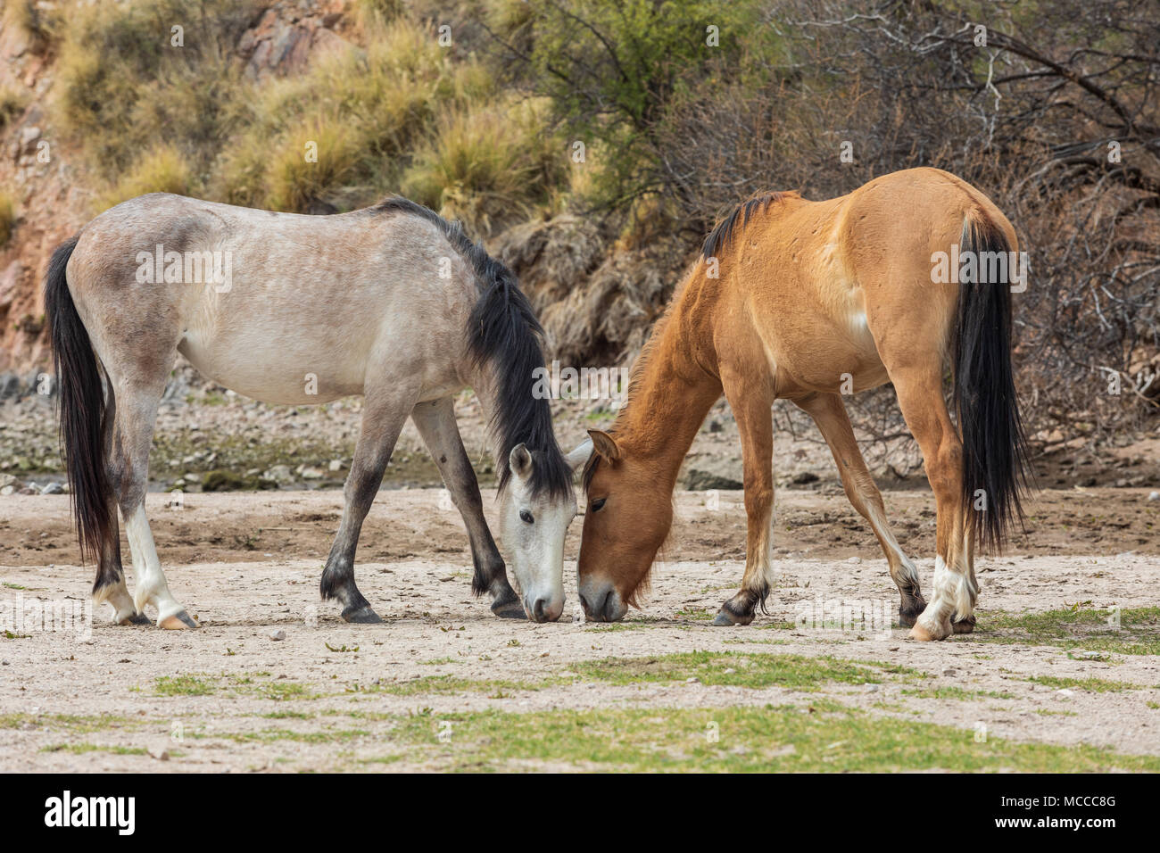 Wild horses Near the Salt River in the Arizona Desert Stock Photo - Alamy