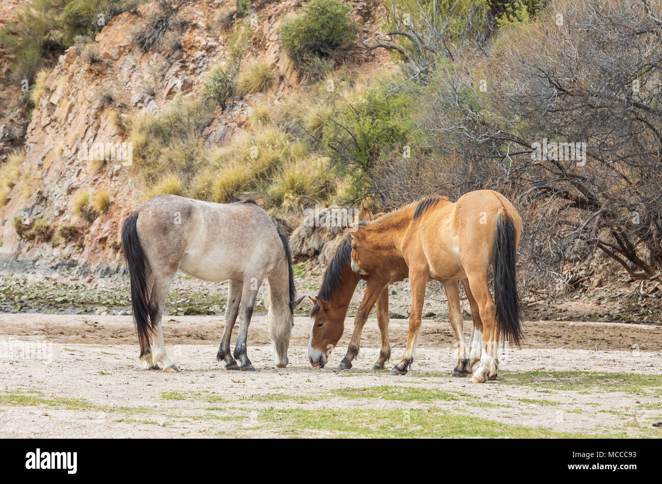Wild horses Near the Salt River in the Arizona Desert Stock Photo - Alamy