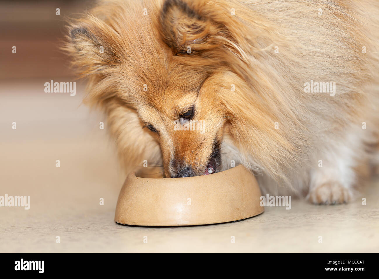 Shetland sheepdog eats food from a food bowl Stock Photo - Alamy