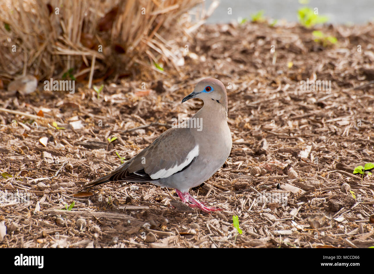 White winged dove hi-res stock photography and images - Alamy