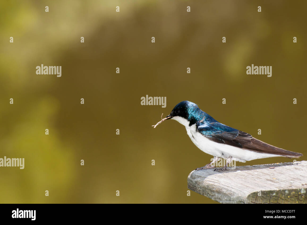 Male tree swallow hi-res stock photography and images - Alamy