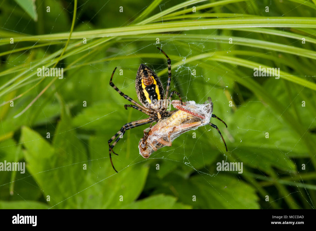 Vadnais Heights, Minnesota. Female Banded Argiope, "Argiope trifasciata ...