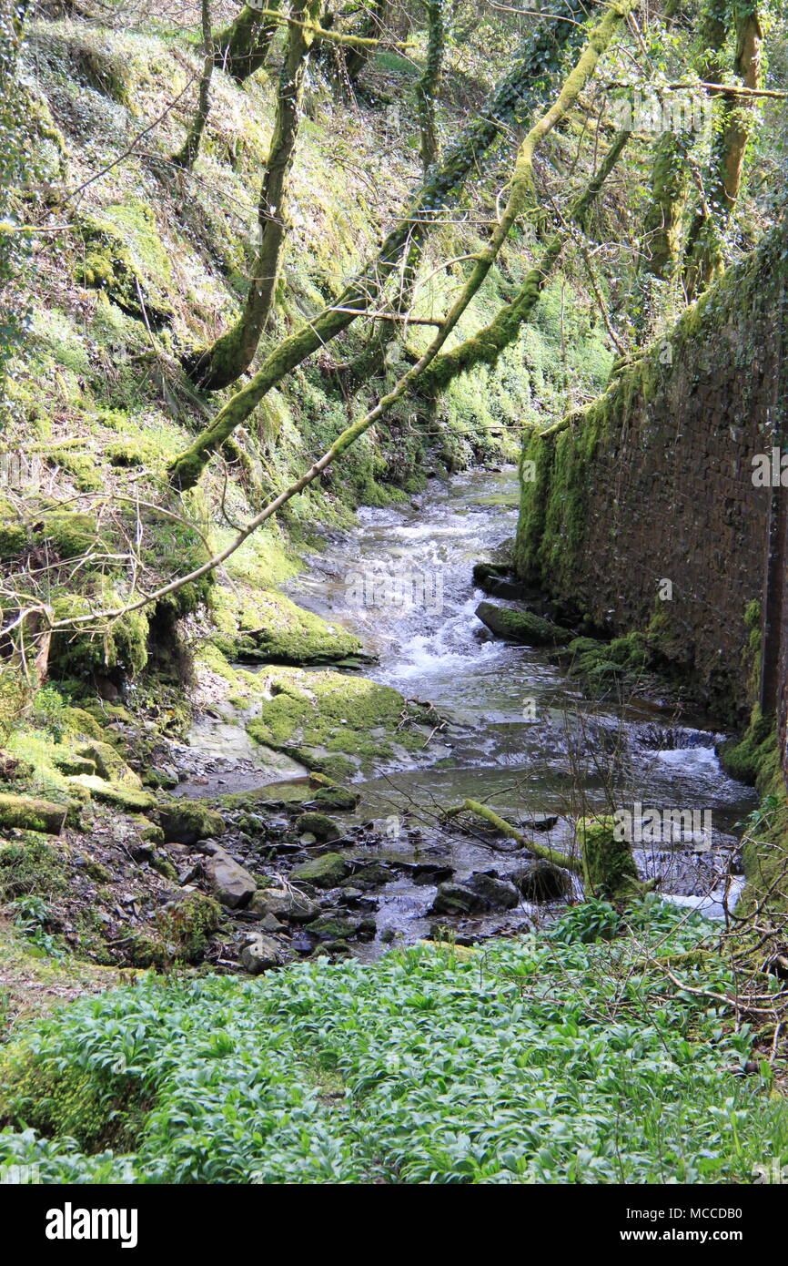 River Lyd flowing through Lydford Gorge, Dartmoor National Park, Devon ...