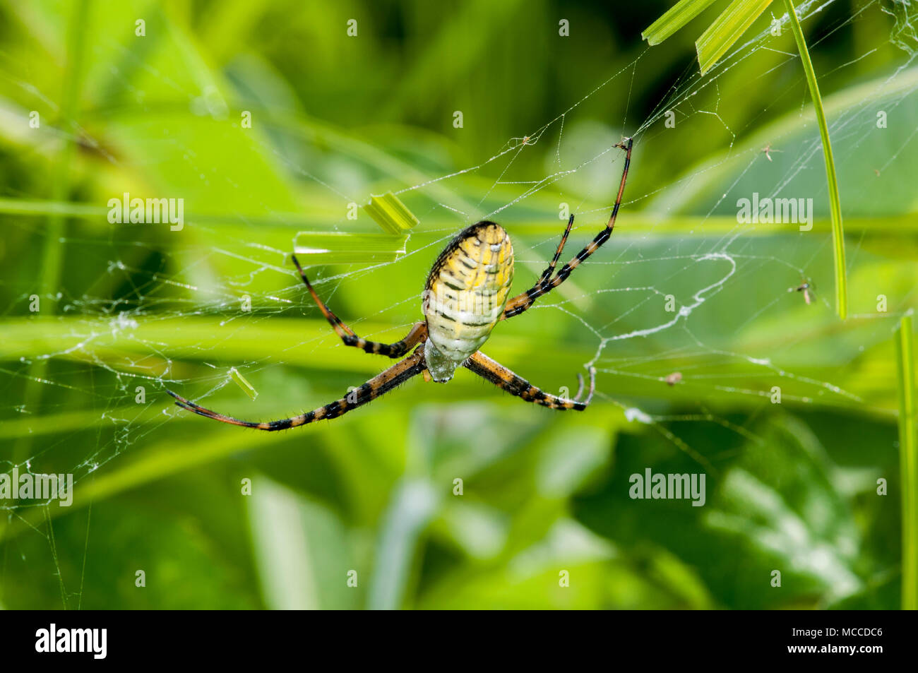 Banded garden spider argiope trifasciata hi-res stock photography and ...
