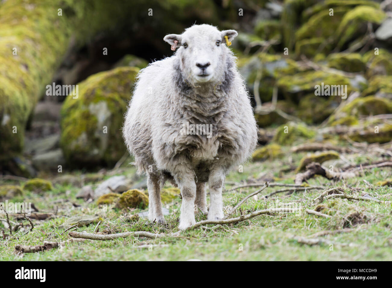 a sheep standing looking at the camera Stock Photo - Alamy