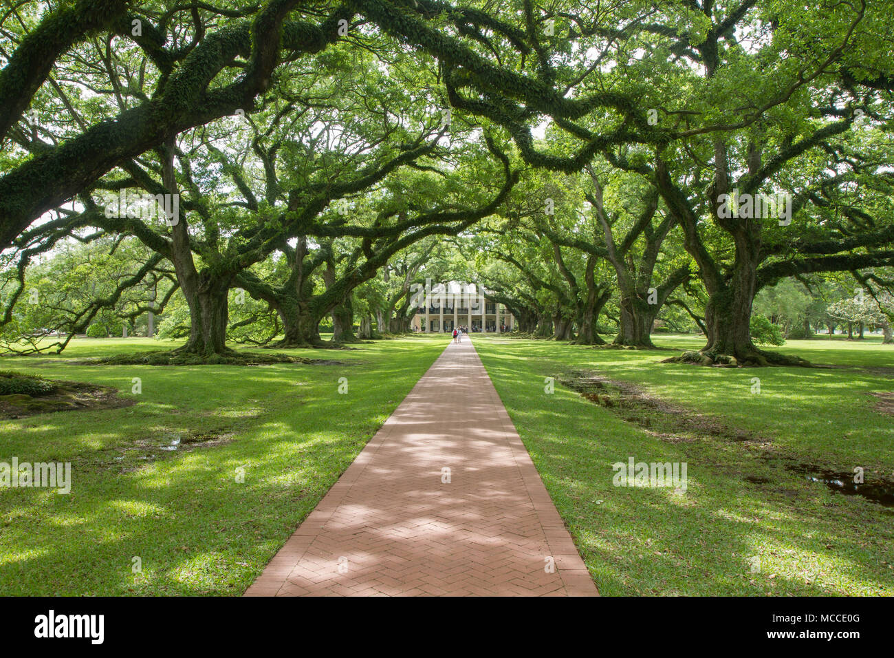 Oak Alley Plantation, Vacherie, St. James Parish, Louisiana, United ...