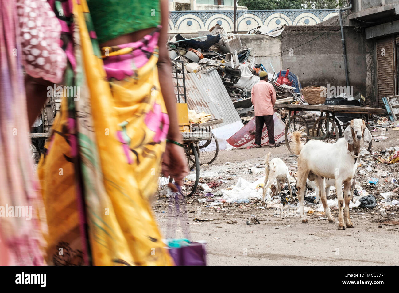 Goats eating plastic trash in a poor area of an Indian city Stock Photo ...