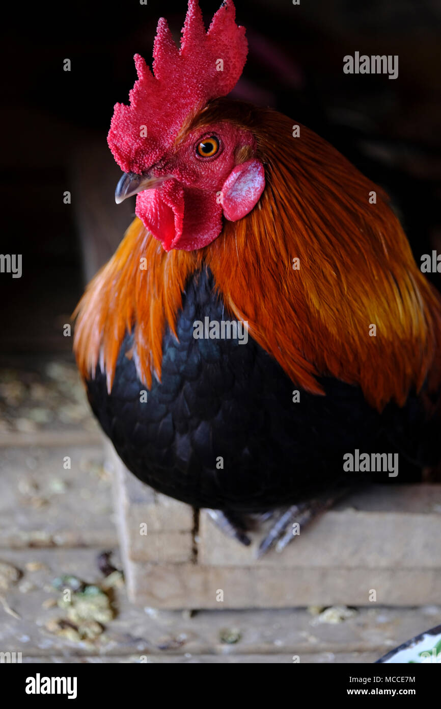 A rooster or cockerel with a mature comb and wattle in Southeast Asia ...