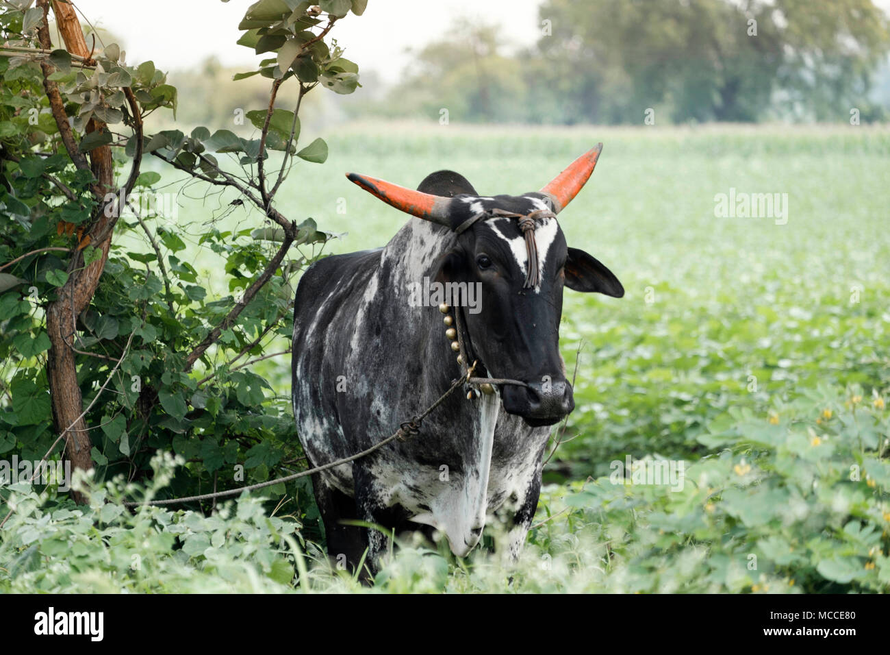 Zebu cow hi-res stock photography and images - Alamy