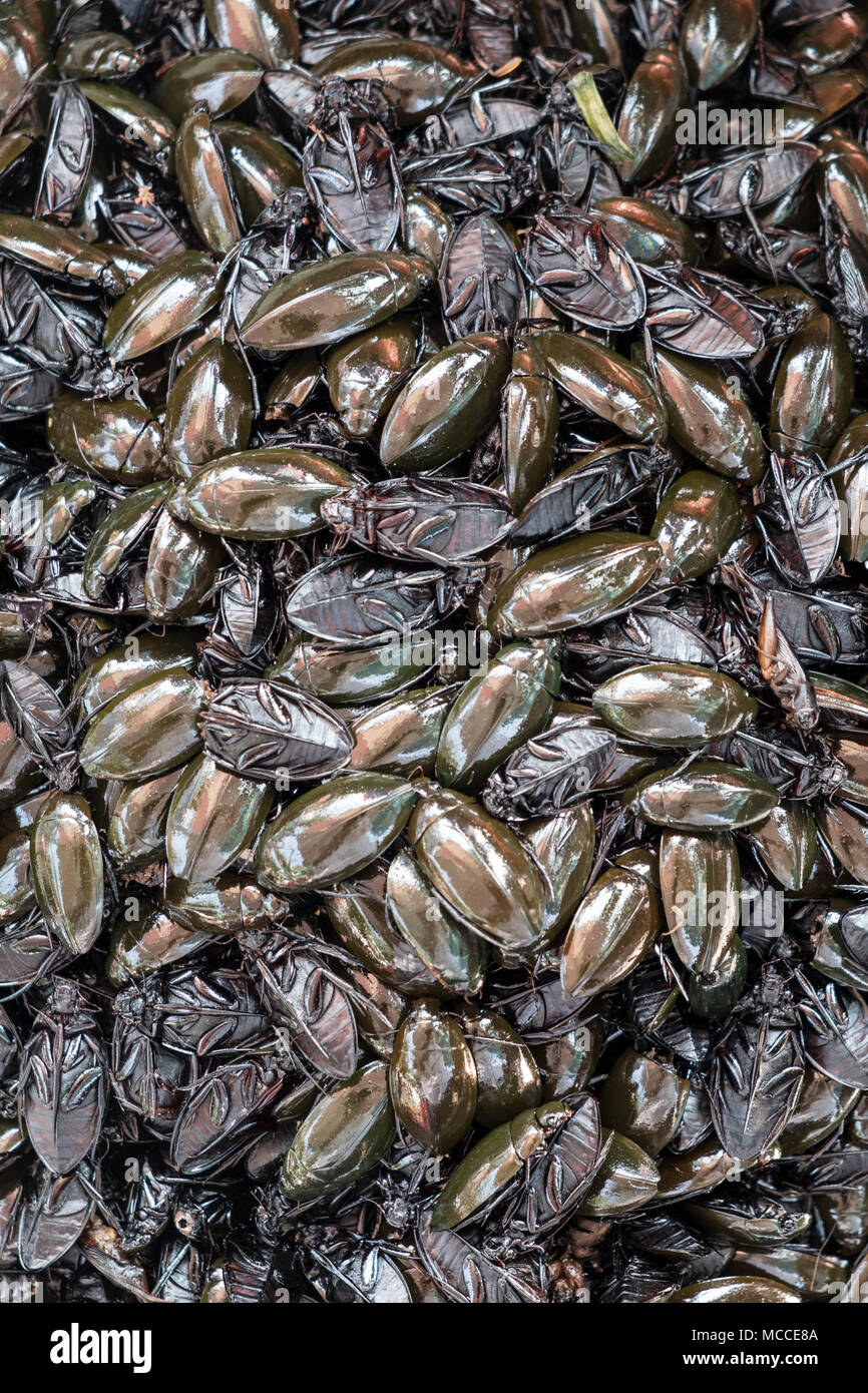 Fried water beetles for sale at a roadside stall in Cambodia Stock ...