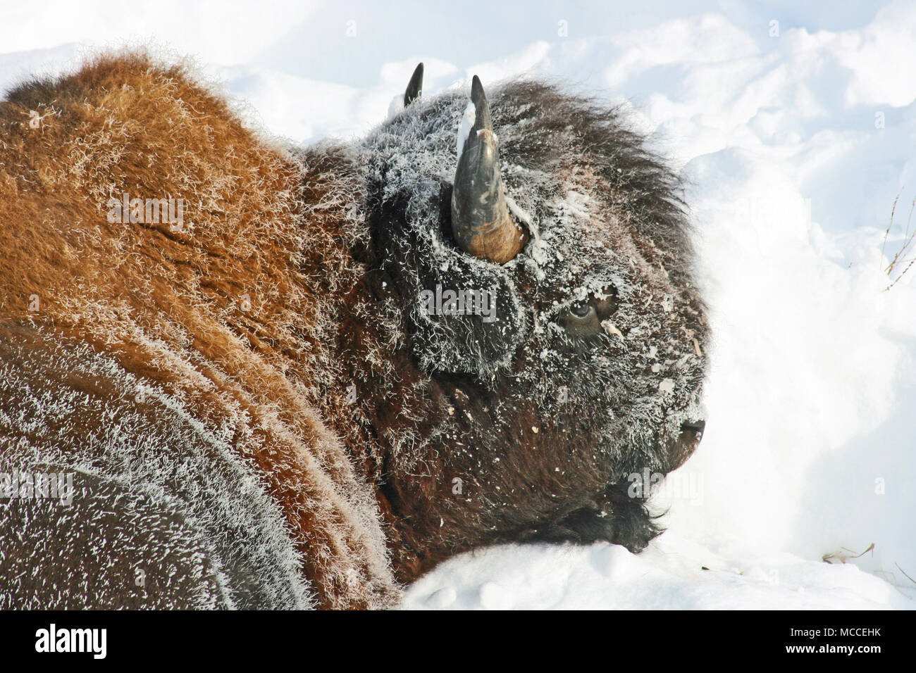 Head of bison in profile in winter, Canada Stock Photo - Alamy