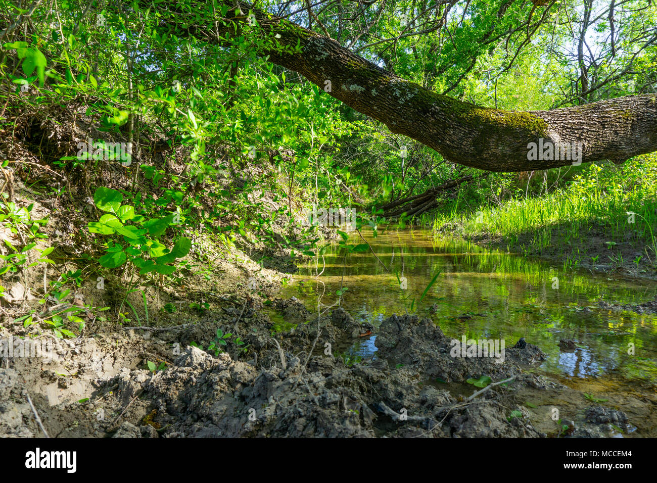 Reflection on stream in woods hi-res stock photography and images - Alamy