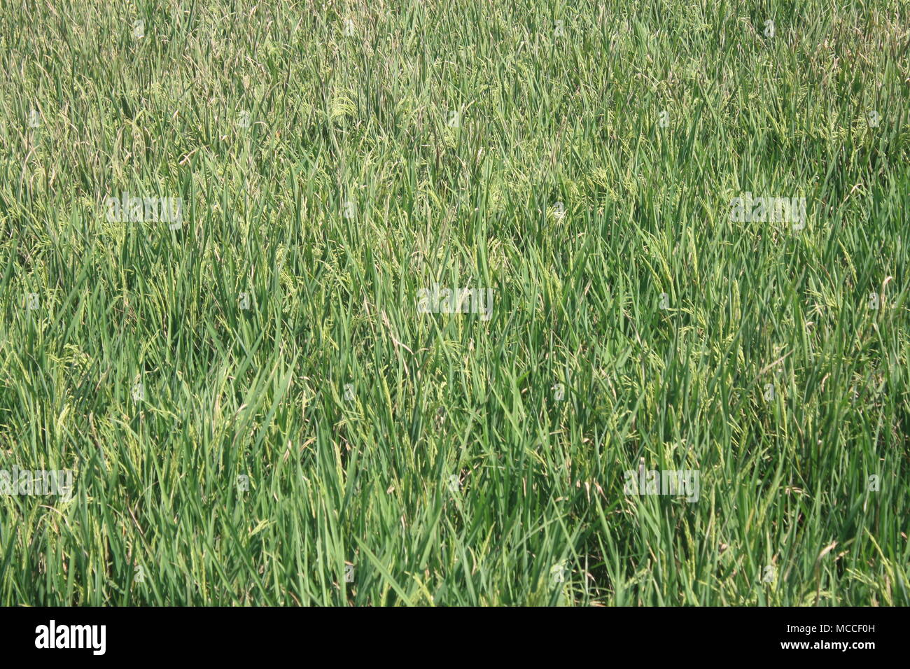 Group of Growth Paddy Field in the Afternoon Stock Photo - Alamy