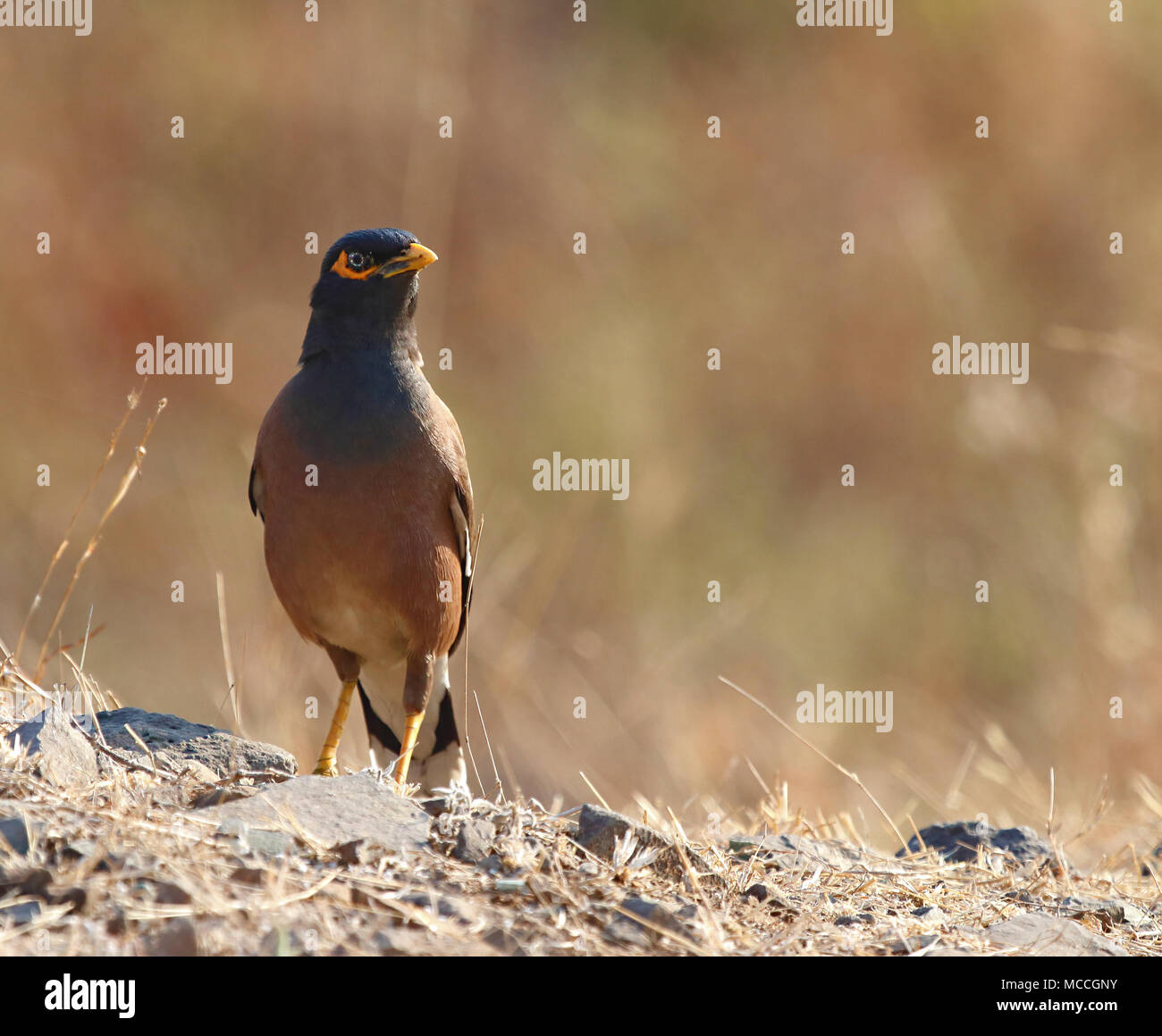 Indian yellow bird hi-res stock photography and images - Alamy