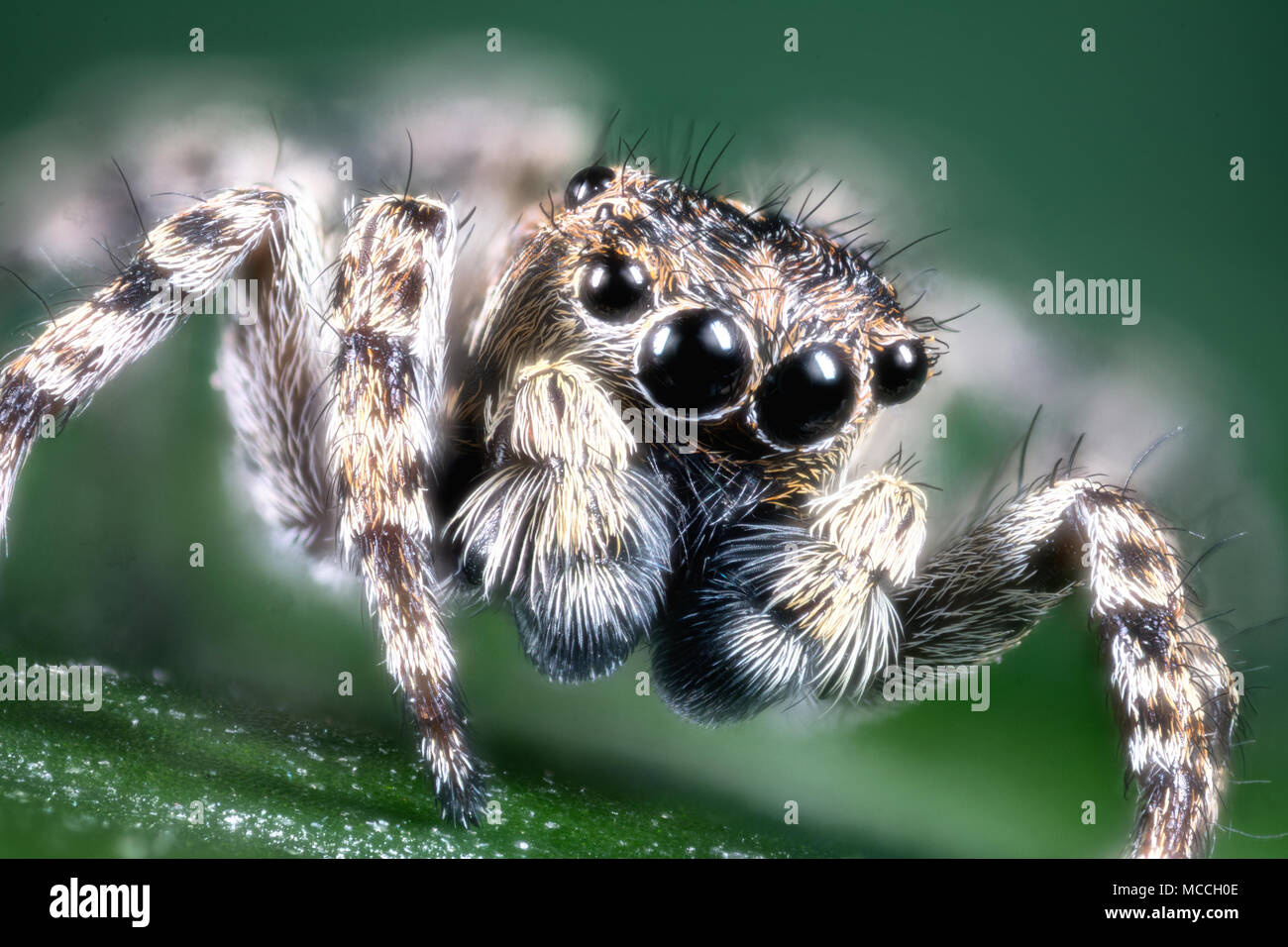Extreme macro hi-res stock photography and images - Alamy