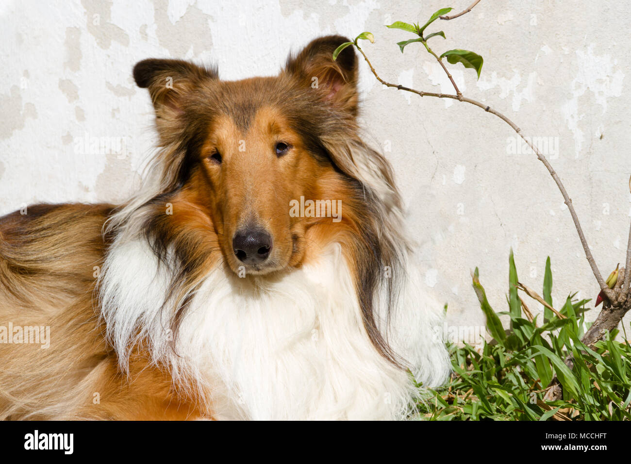Golden collie hi-res stock photography and images - Alamy
