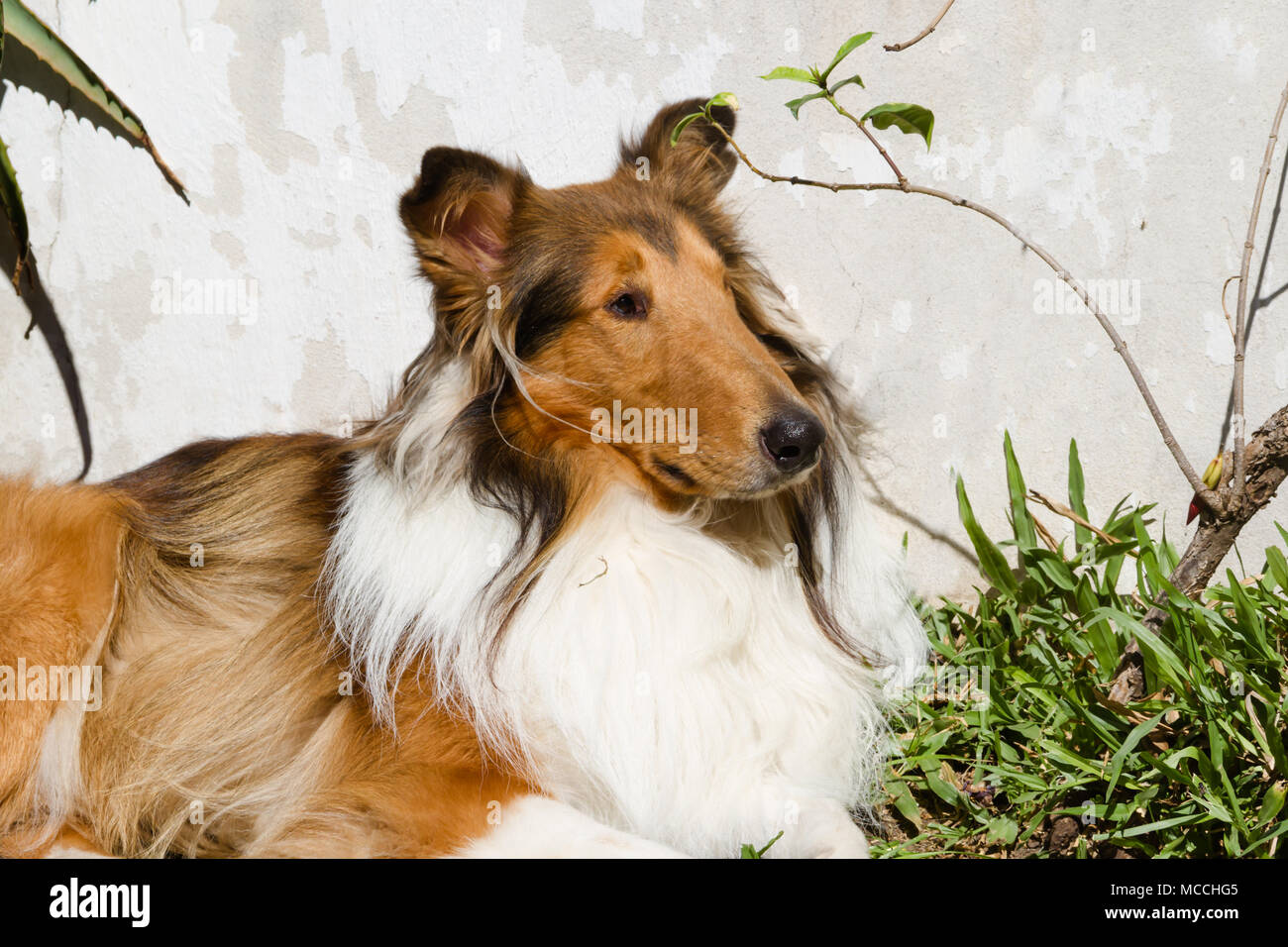 golden collie dog Stock Photo - Alamy