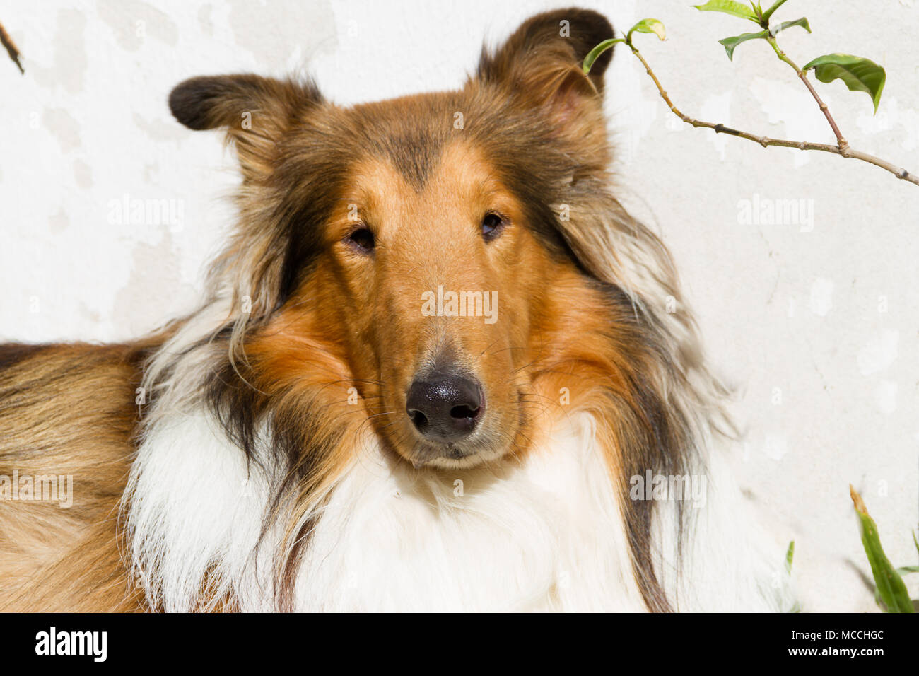 Golden collie hi-res stock photography and images - Alamy