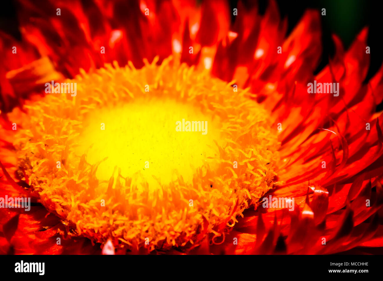 core of a sunflower ornge and yellow colour super macro Stock Photo - Alamy