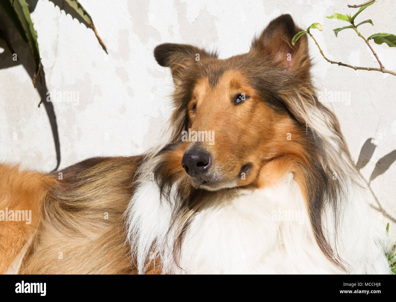 Golden collie hi-res stock photography and images - Alamy
