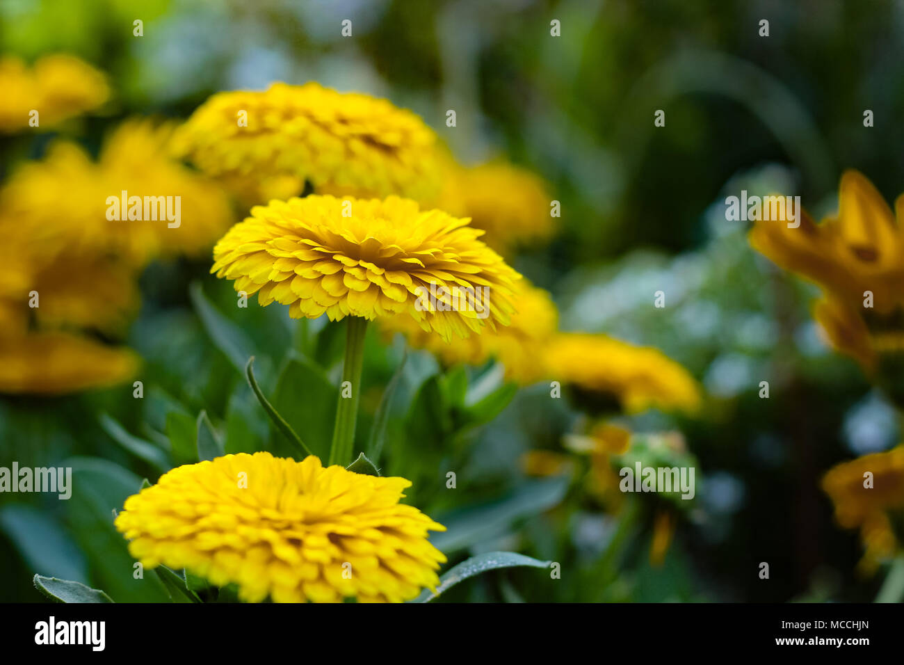 Jacobaea vulgaris yellow flower side view botanical horticulture Stock ...
