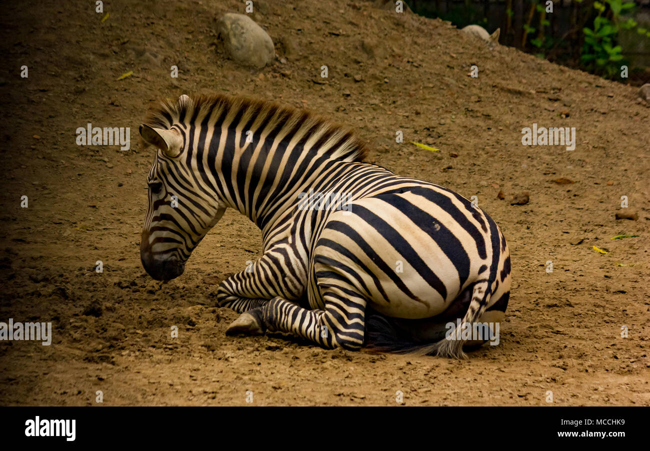zebra sitting down on soil view from side space for text wild life ...