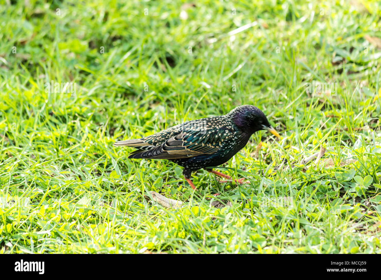 Starling, with beautiful plumage, looking for food in green grass ...