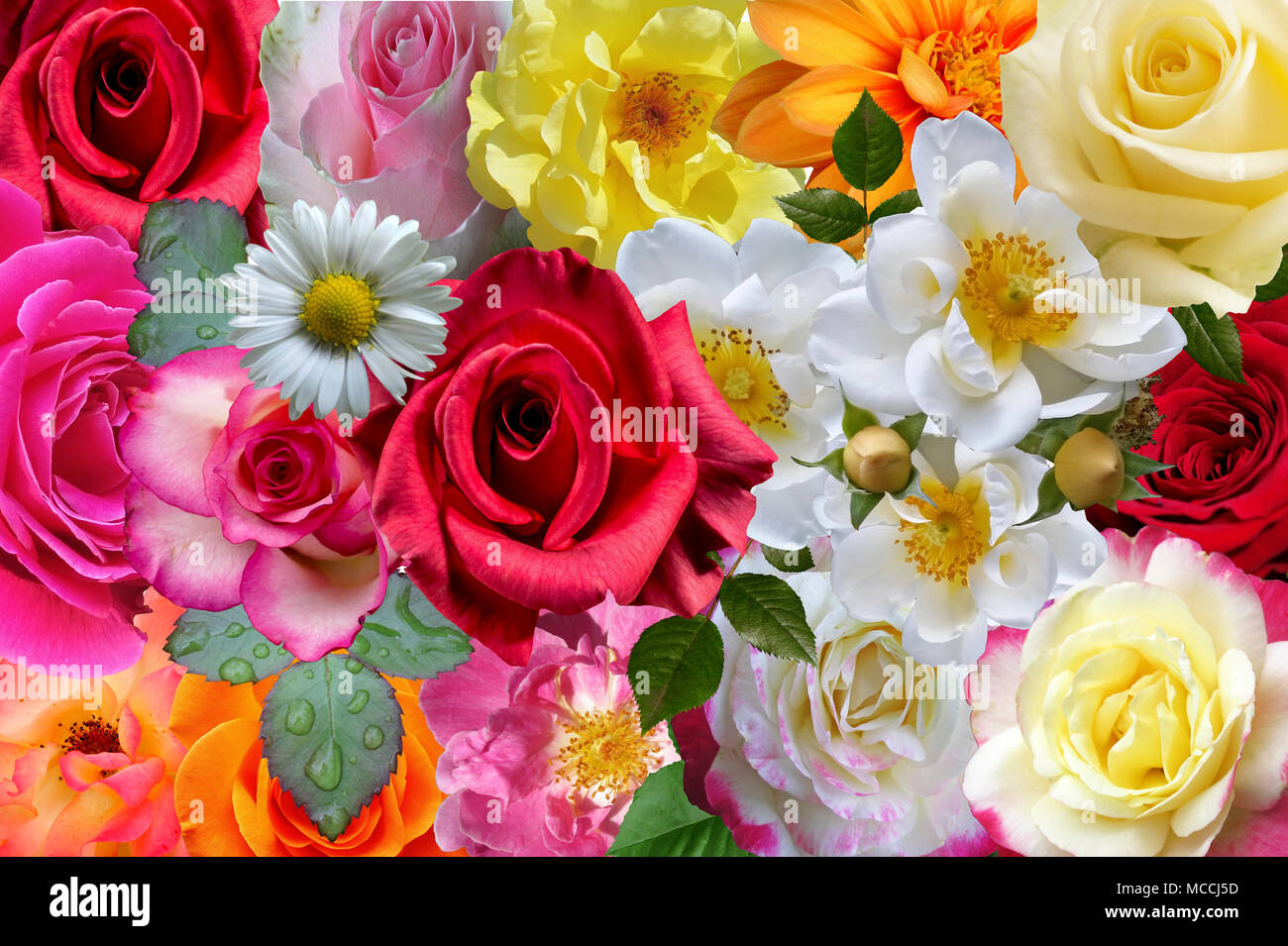 Rows roses hi-res stock photography and images - Alamy
