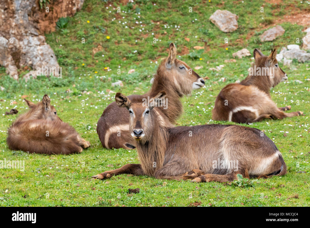 Cabarcerno hi-res stock photography and images - Alamy