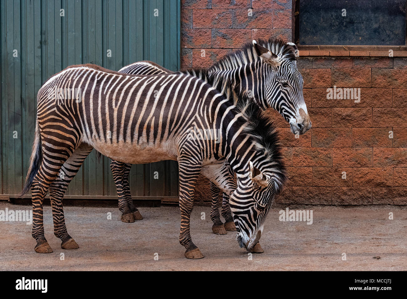 Imperial zebra foal wildlife nature hi-res stock photography and images ...