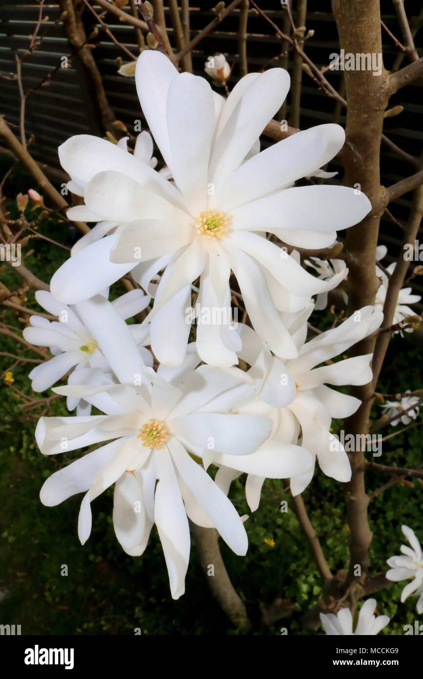 Star Magnolia, Magnolia Stellata, White Blossoms in Spring Stock Photo ...